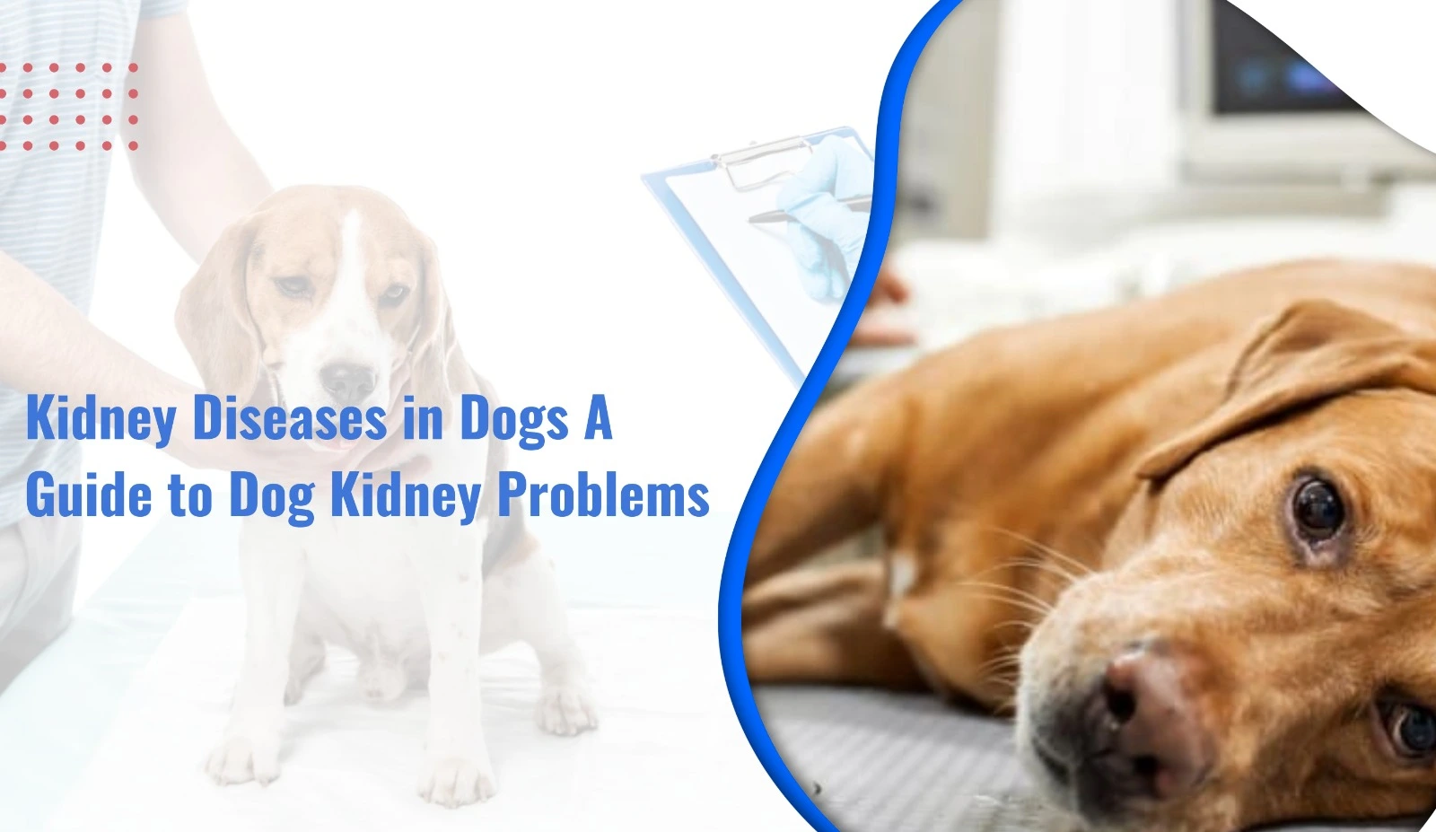 Kidney Diseases in Dogs: A Guide to Dog Kidney Problems