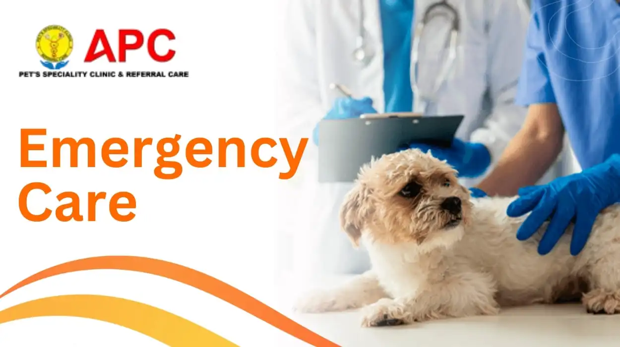 Emergency Care for Dogs and Cats | APC Pet Clinic