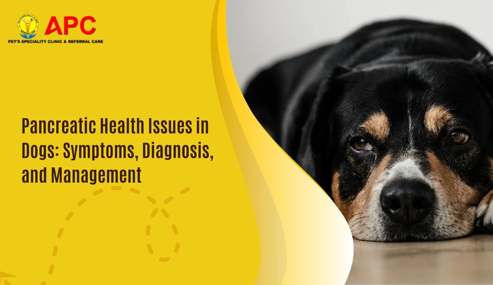 Pancreatic Health Issues in Dogs: Symptoms, Diagnosis, and Management