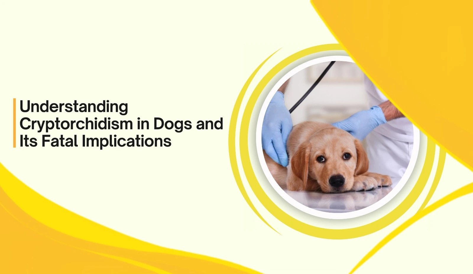 Understanding Cryptorchidism in Dogs and Its Fatal Implications