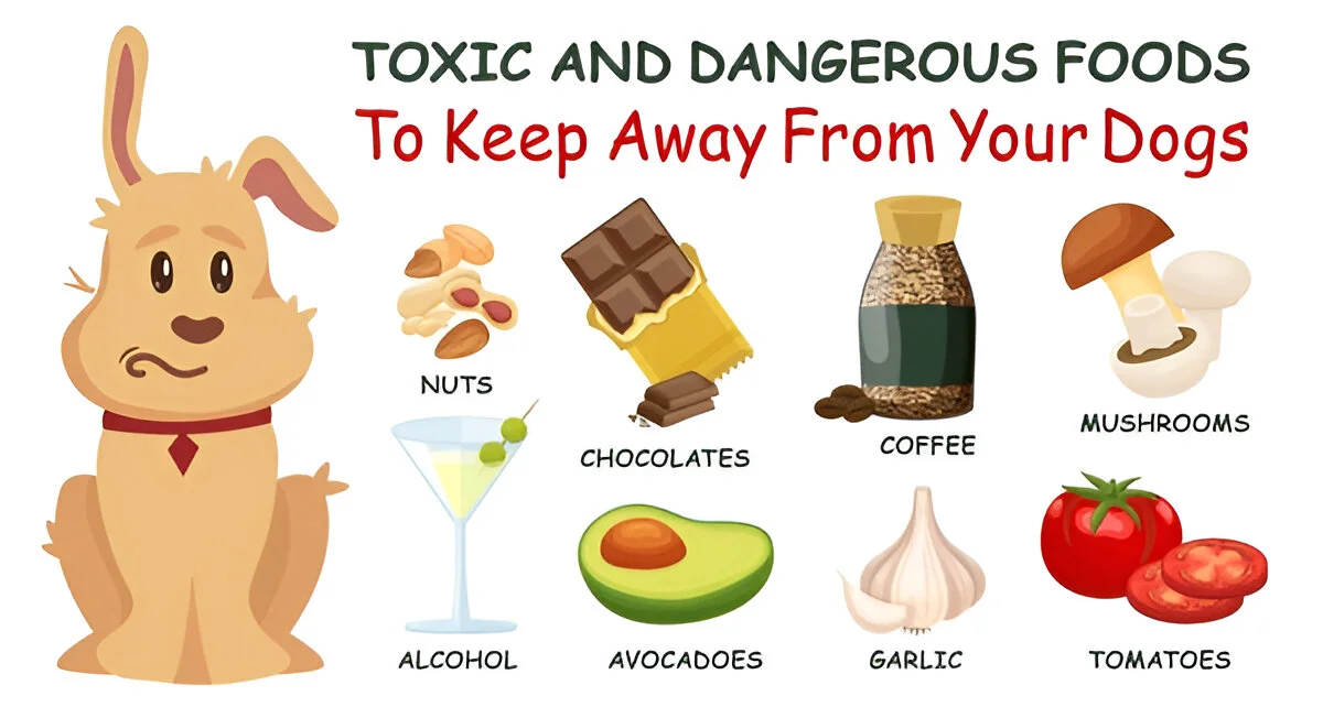 What Are the Dangerous Foods for Dogs and Why Avoid Them