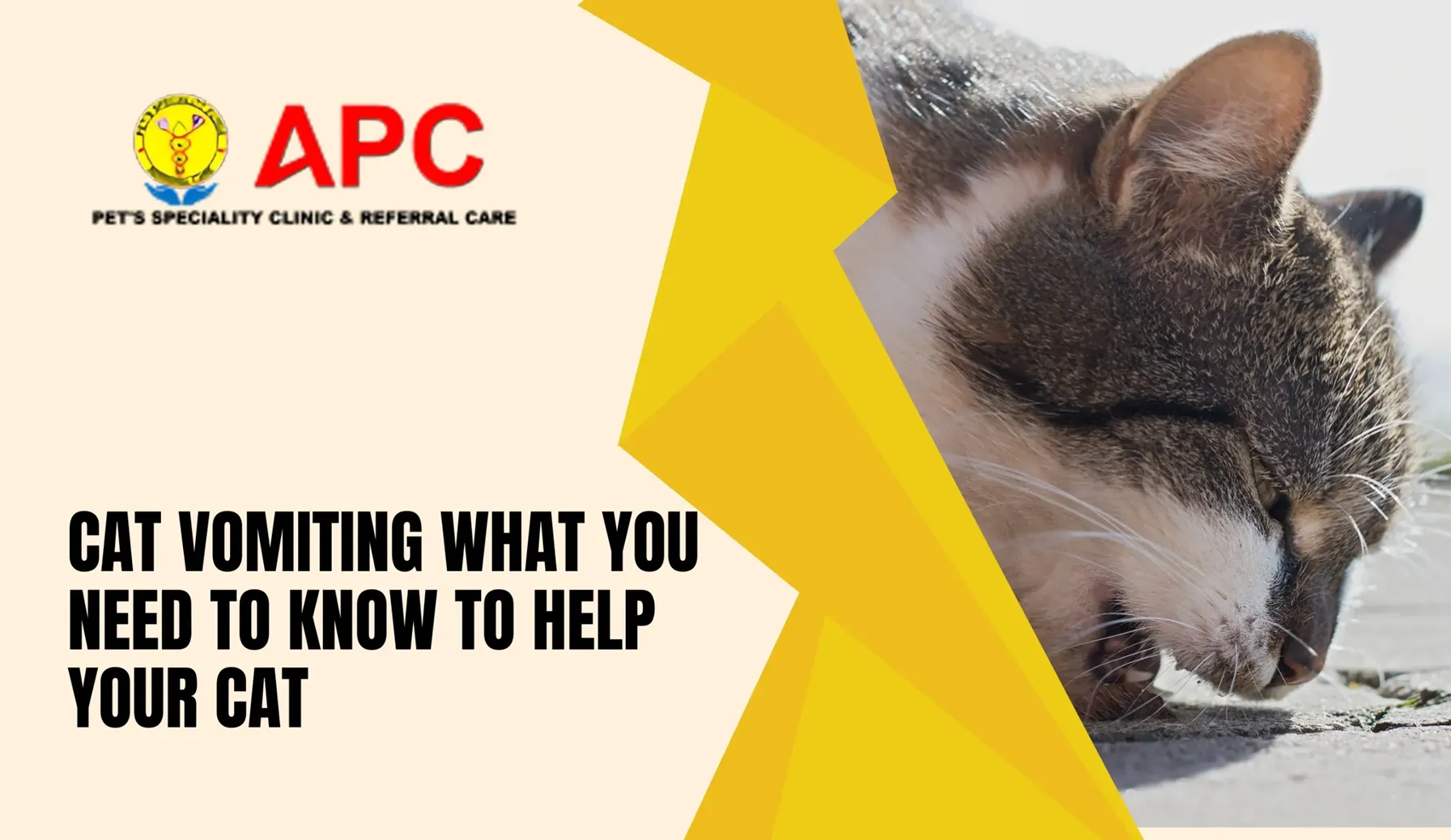 Cat Vomiting: What You Need to Know to Help Your Cat