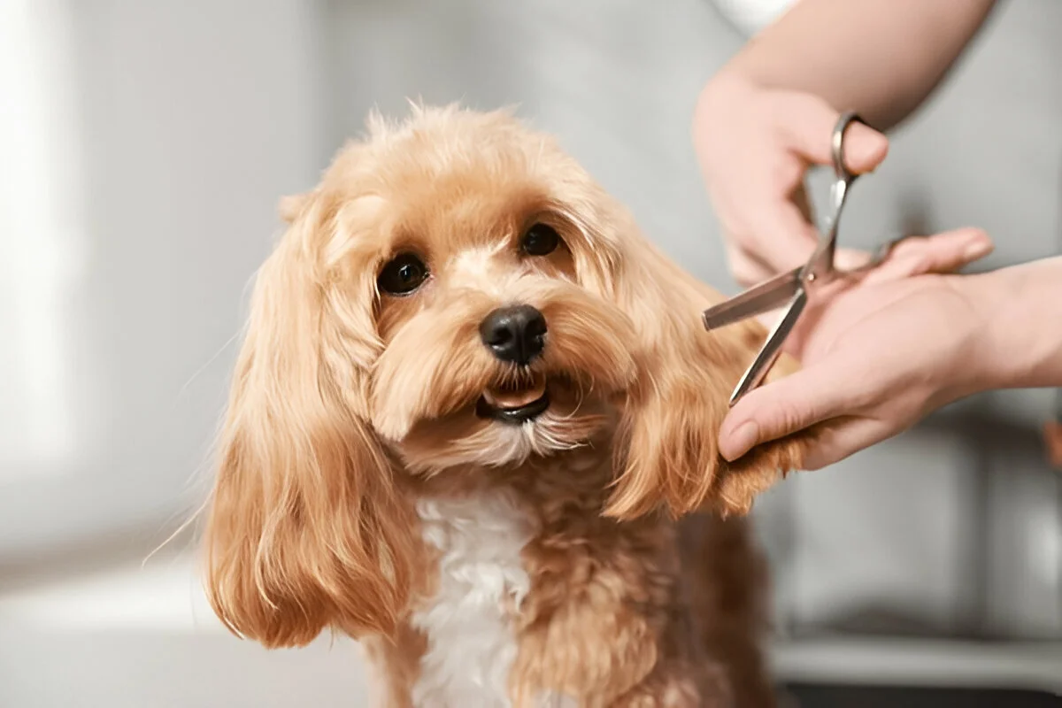 How to groom your dog at home with simple tools