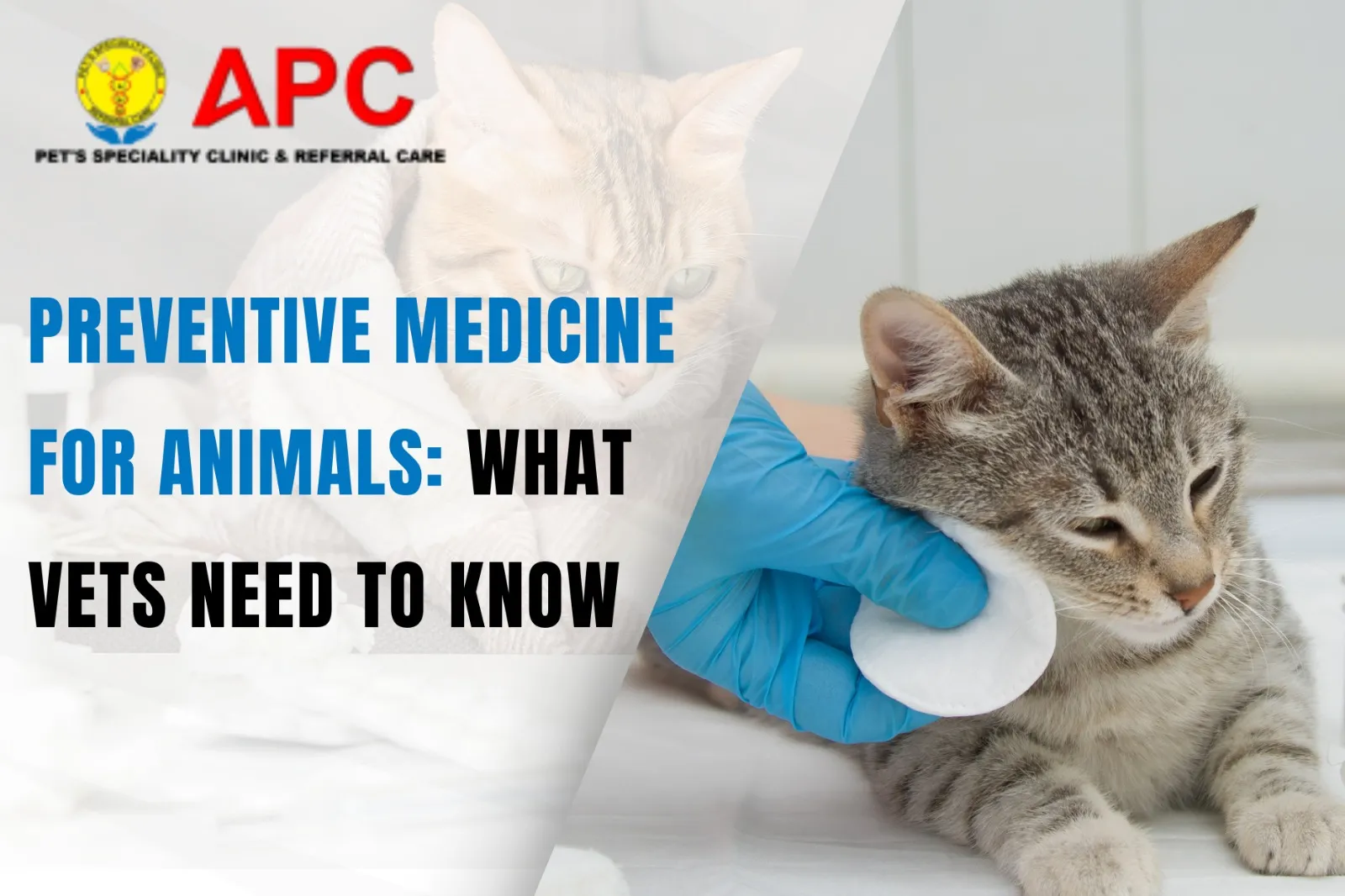 Preventive Medicine for Animals: What Vets Need to Know